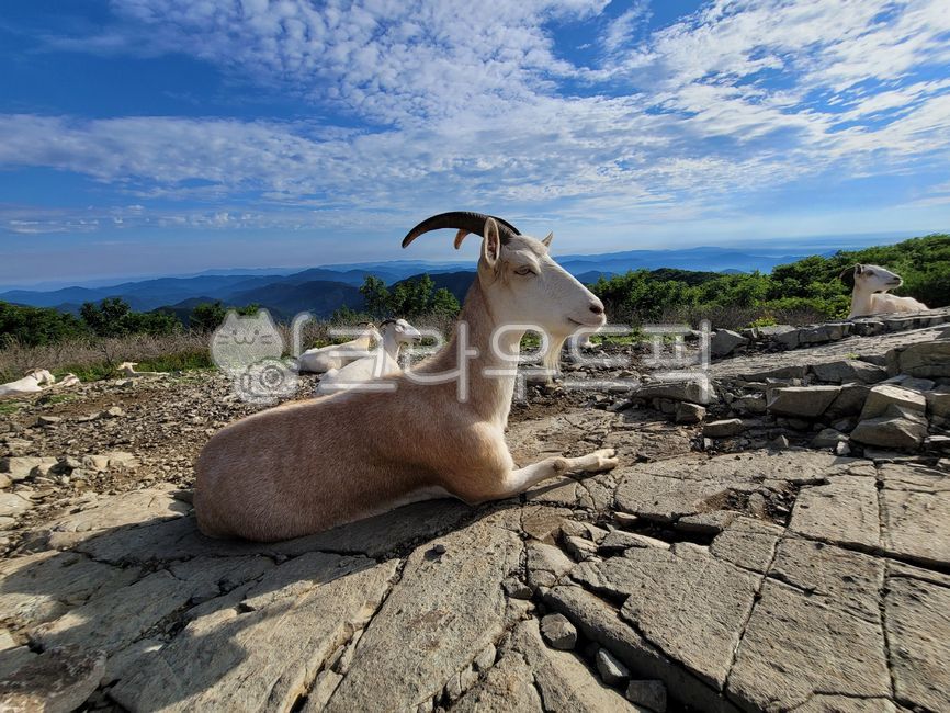 mountain, sky, cloud, goat, 산, 사진,이미지,일러스트,캘리그라피 - nthbutpic작가