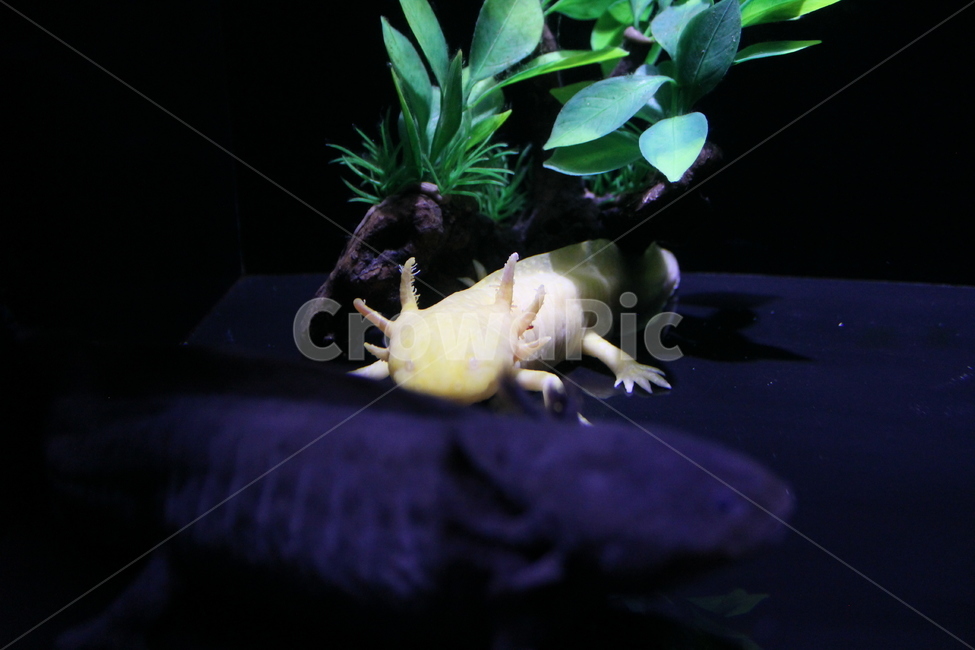 물고기, 아쿠아리움, 수족관, 어항, 움파룸파, 사진,이미지,일러스트,캘리그라피 - 훈재좀작가