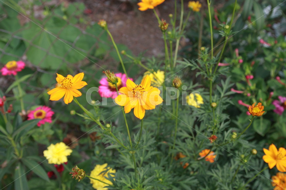 노란꽃, plant, 식물, 꽃, blossom, 사진,이미지,일러스트,캘리그라피 - landofbeulah작가