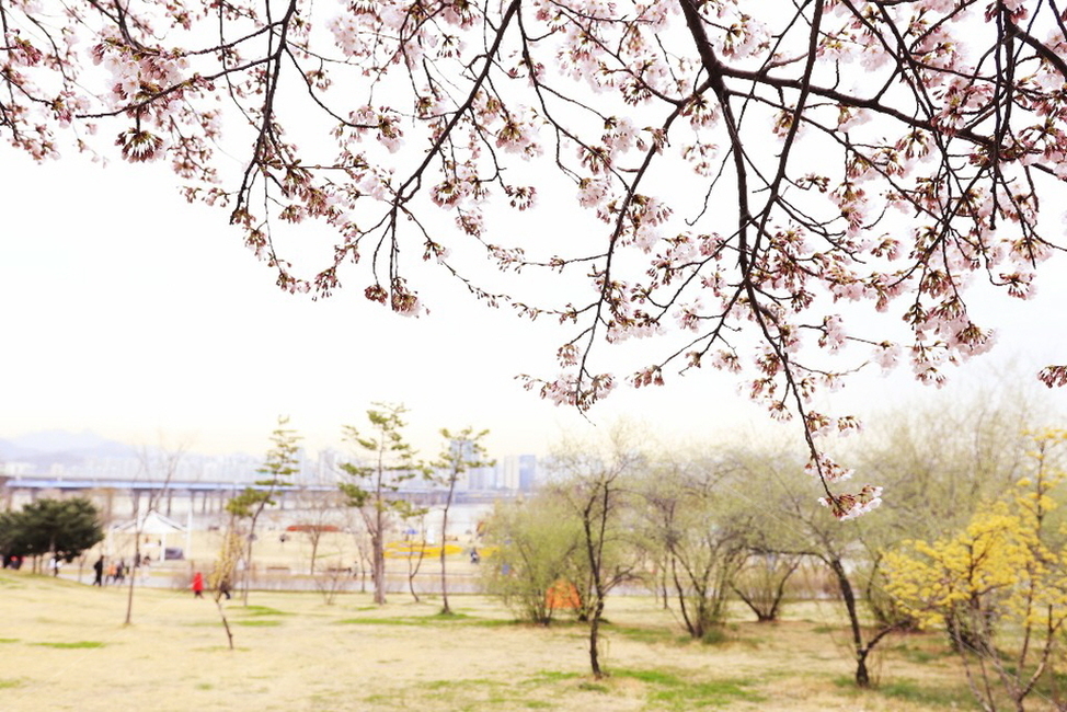 한강, 여의도, 서울, 벚꽃, 봄, 사진,이미지,일러스트,캘리그라피 - PHOYU작가