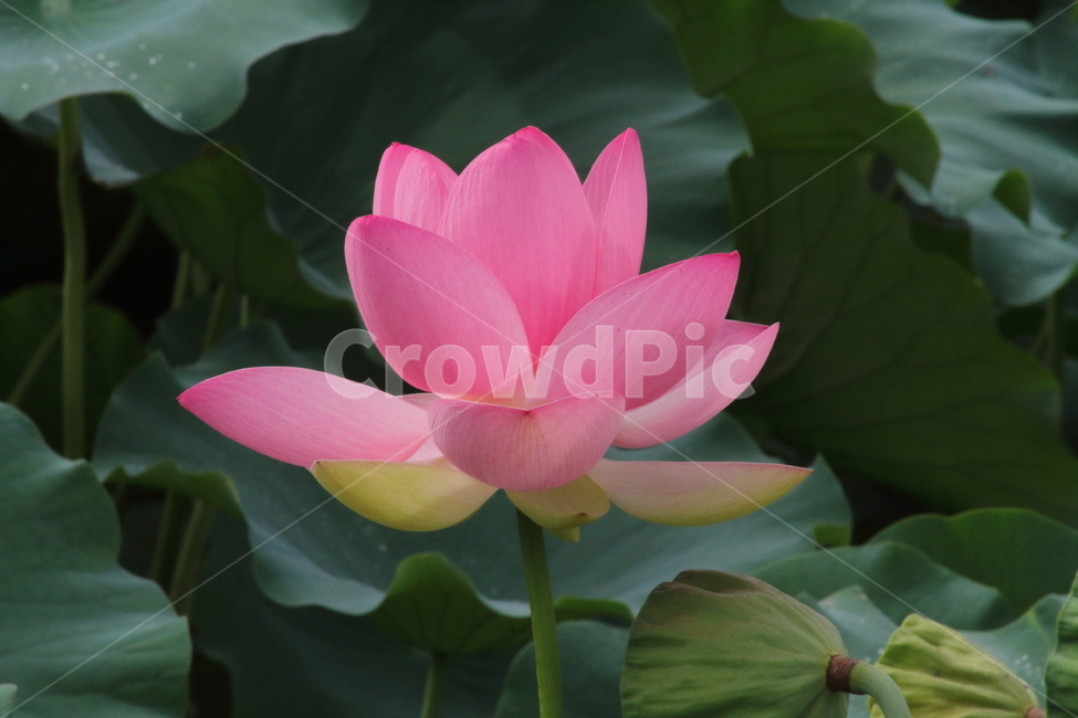 연, 연꽃, 꽃, 식물, lotus, 사진,이미지,일러스트,캘리그라피 - 산사람작가