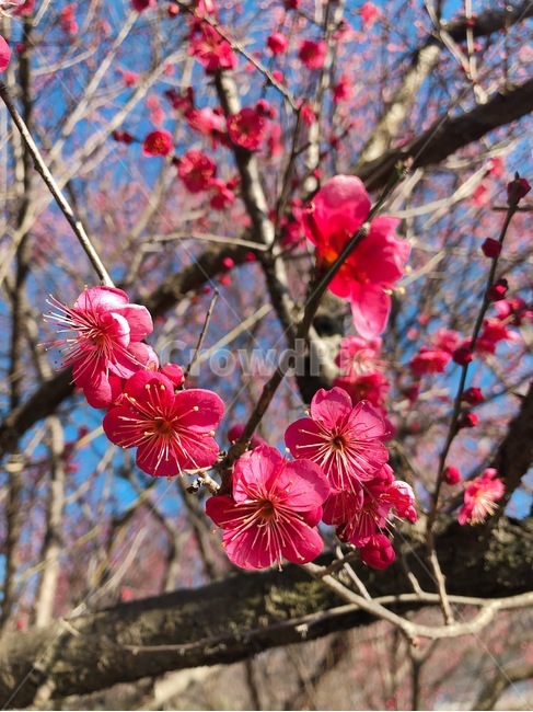 홍매화, 꽃, 봄, 붉은색, 적색, 사진,이미지,일러스트,캘리그라피 - 뻐나미작가