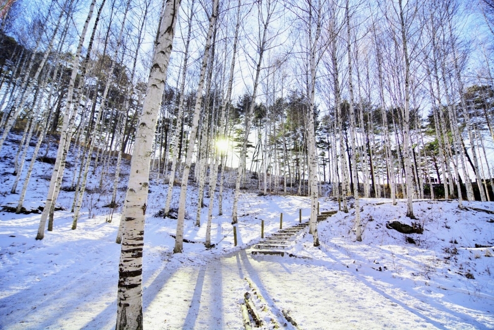 나무, 숲, 겨울풍경, 인제자작나무숲, 풍경사진, 사진,이미지,일러스트,캘리그라피 - 시흥갈매기작가