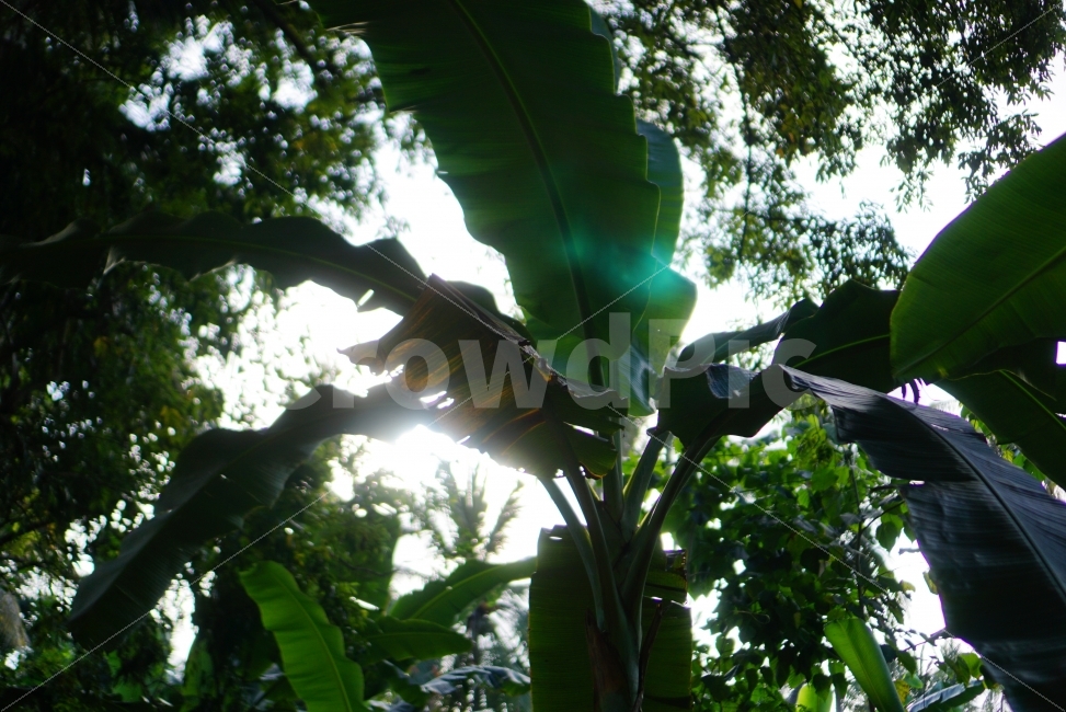 발리, bail, ubud, asia, travel, 사진,이미지,일러스트,캘리그라피 - 37작가