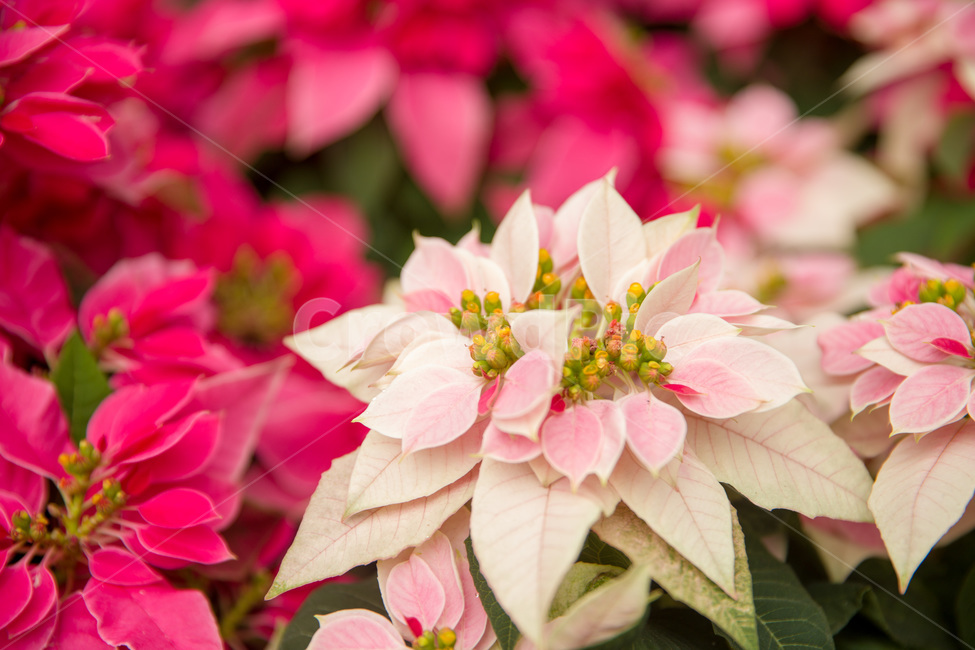 beautiful, beauty, bloom, blooming, blossom, 사진,이미지,일러스트,캘리그라피 - iamtaeoh작가