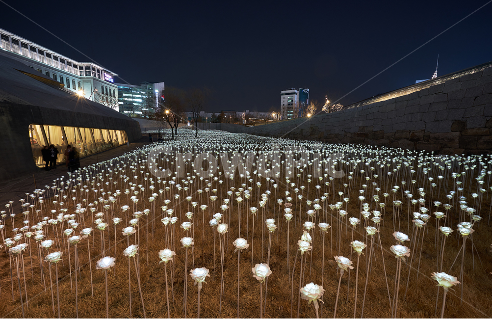 동대문디자인플라자, DDP, 장미정원, LED장미, 동대문, 사진,이미지,일러스트,캘리그라피 - fnumber작가