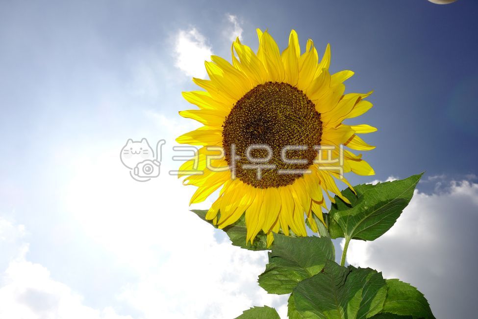 해바라기, 태양, 식물, 씨앗, 꽃, 사진,이미지,일러스트,캘리그라피 - Carl Kim작가