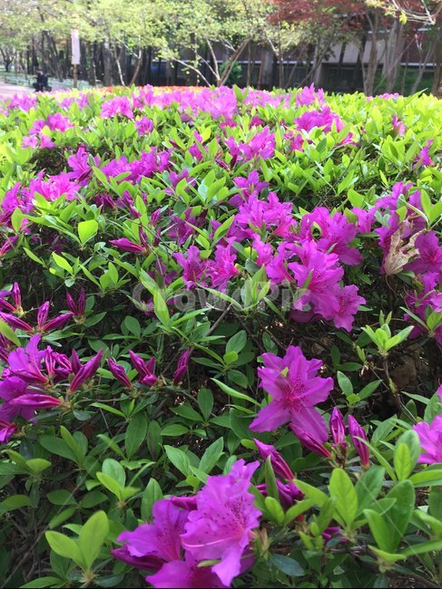 자주색, 진달래, 꽃, 화단, 공원, 사진,이미지,일러스트,캘리그라피 - wnsk작가