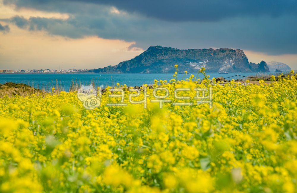 자연 제주도 성산일출봉 유채꽃 유채꽃밭 사진이미지일러스트캘리그라피 사진한스푼작가 1137