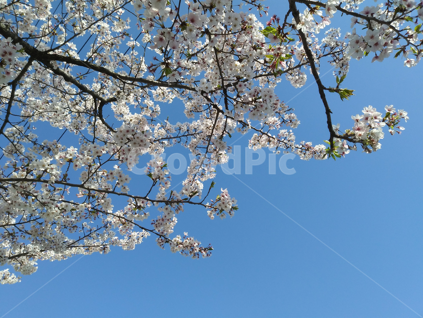 flower, sky, blue, spring, branch, 사진,이미지,일러스트,캘리그라피 - 치과원장작가