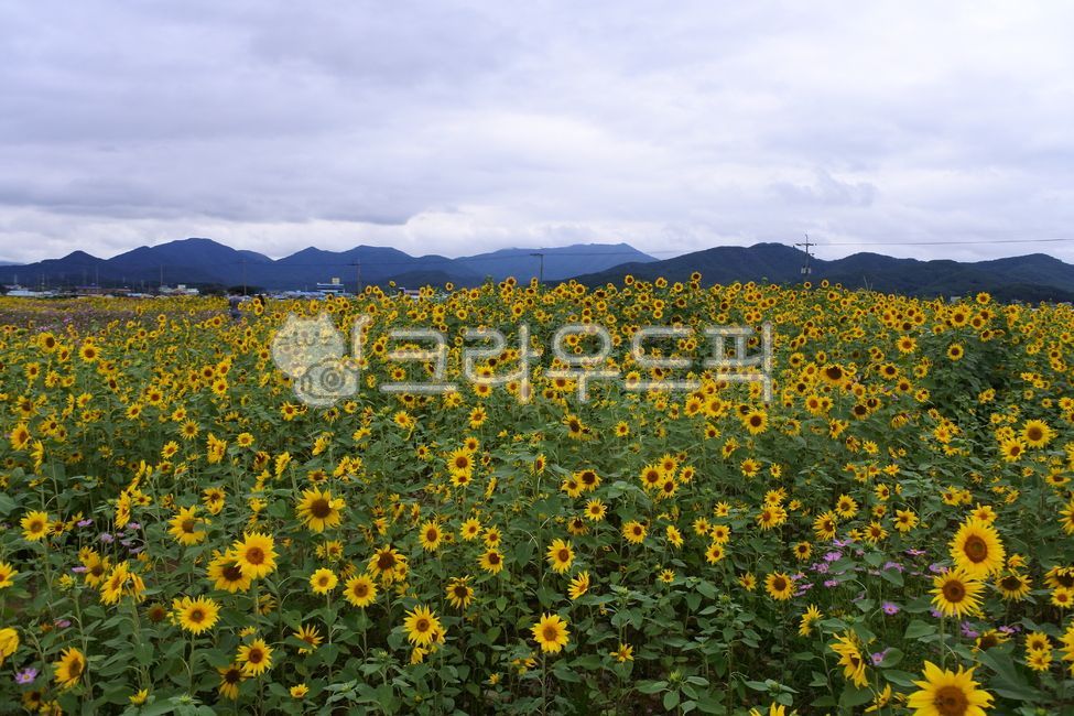 해바라기, sunflower, 군락, 여름, 꽃, 사진,이미지,일러스트,캘리그라피 - chorokggum작가