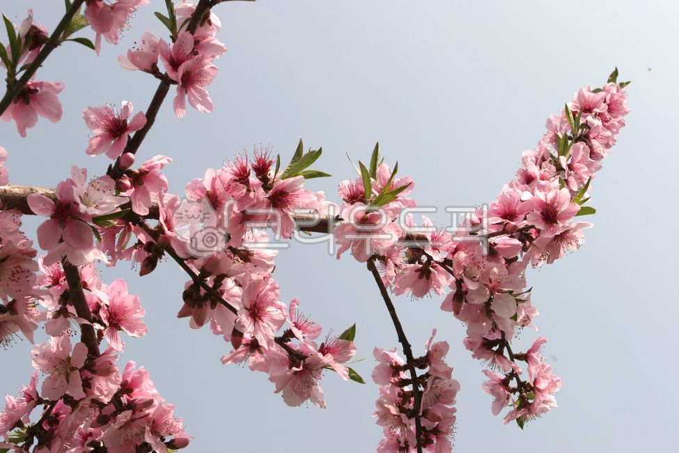 flower, spring, fragrance, pink, nature, 사진,이미지,일러스트,캘리그라피 - passion434작가