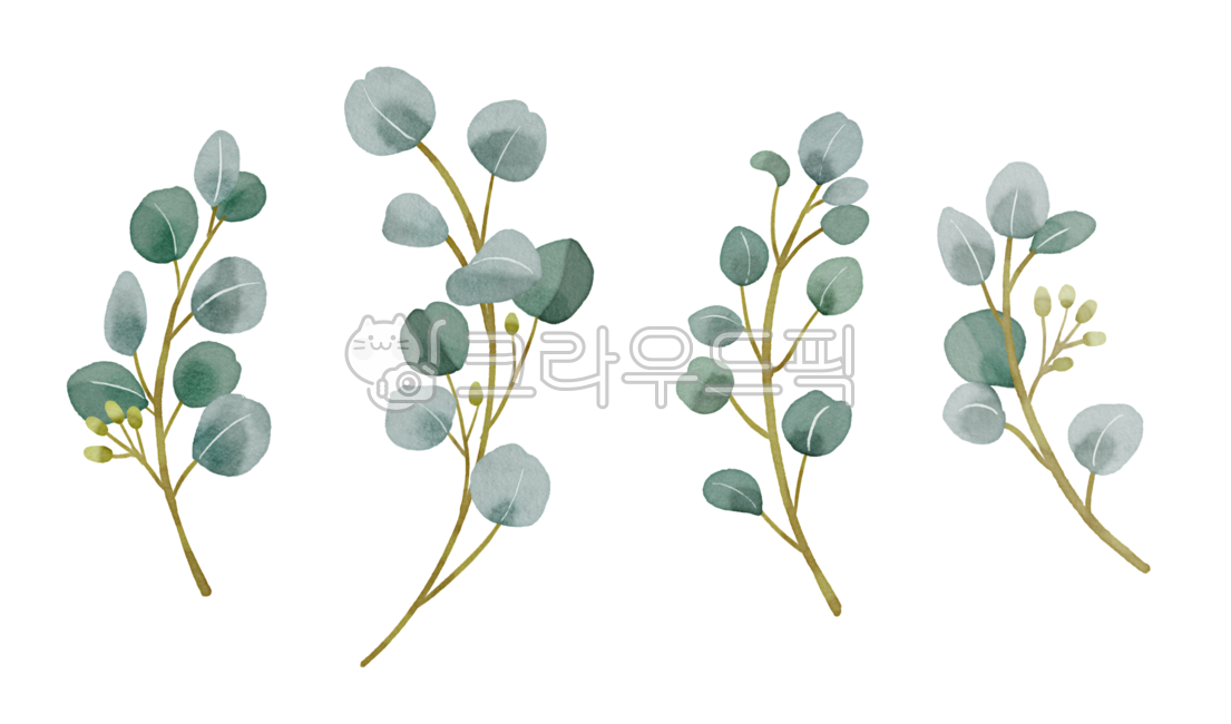 유칼립투스png 유칼립투스잎 유칼립투스수채화 유칼립투스그림 유칼립투스일러스트 사진이미지일러스트캘리그라피 Ok디자인작가