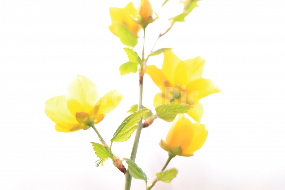 꽃, 노란꽃, 개나리, 개나리꽃, 꽃사진, 사진,이미지,일러스트,캘리그라피 - Nsosdml123작가