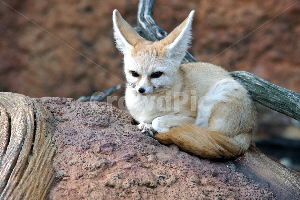 사막여우, 여우, 동물, fennecfox, 페넥여우, 사진,이미지,일러스트,캘리그라피 - Deep bLUE작가