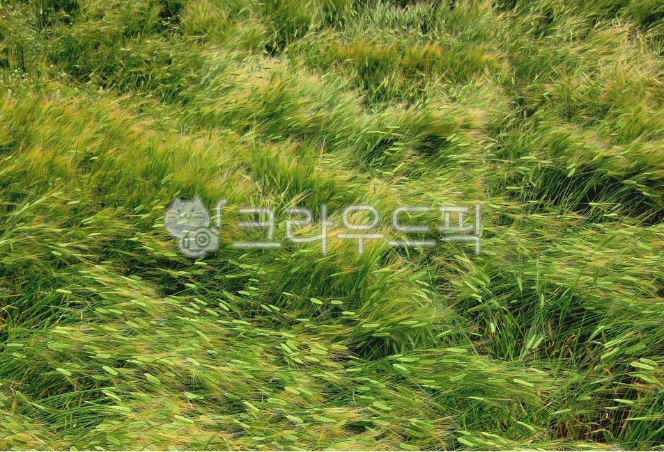 제주, 제주도, 제주풍경, grass, plant, 사진,이미지,일러스트,캘리그라피 - Martin Shin작가