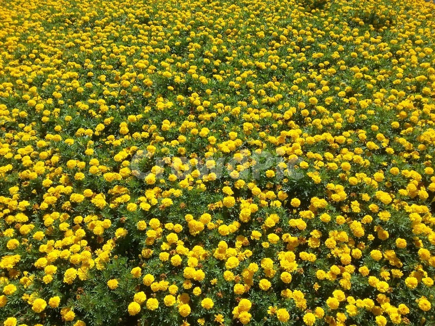 노란꽃, 꽃, 꽃밭, 여름, 자연물, 사진,이미지,일러스트,캘리그라피 - 르꼴라작가