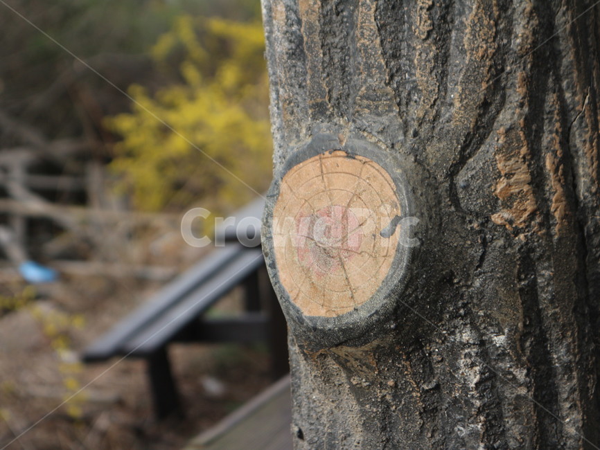 나무, 나이테, 봄, 식물, 갈색, 사진,이미지,일러스트,캘리그라피 - lllllul_luu작가