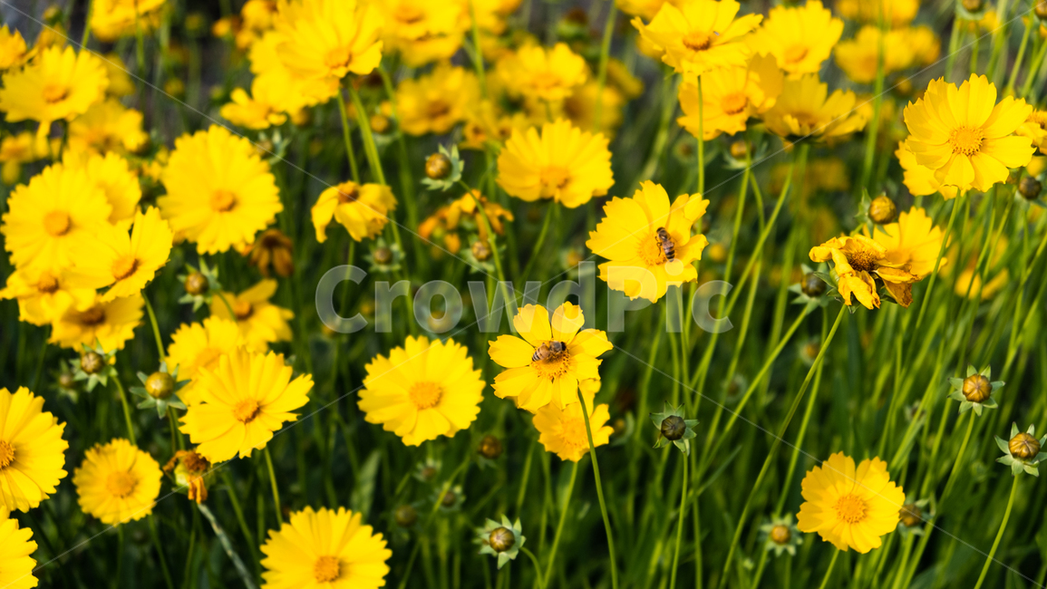 flower, nature, 꽃, 노란꽃, 들꽃, 사진,이미지,일러스트,캘리그라피 - meeeew작가