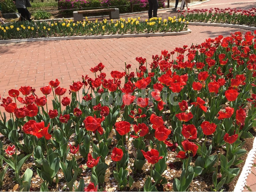 빨강, 빨간색, 꽃, 공원, 화단, 사진,이미지,일러스트,캘리그라피 - wnsk작가