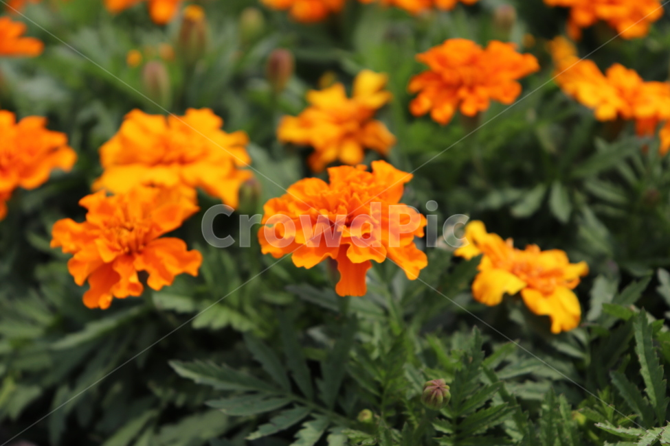 주황색꽃, orangeflower, 봄꽃, 식물, plants, 사진,이미지,일러스트,캘리그라피 - 꼬규작가