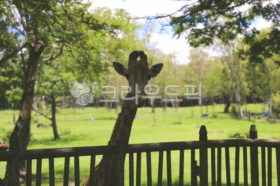 카젤라파크, 모리셔스, mauritius, 아프리카, 동물원, 사진,이미지,일러스트,캘리그라피 - chw0118작가