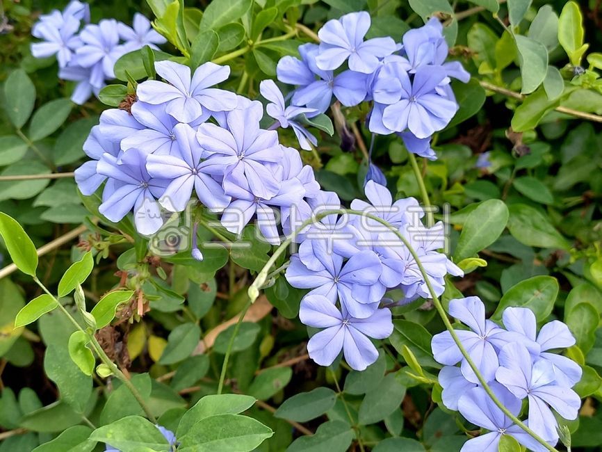 flower, 꽃, petal, 꽃잎, blue, 사진,이미지,일러스트,캘리그라피 - jefreedomkim작가