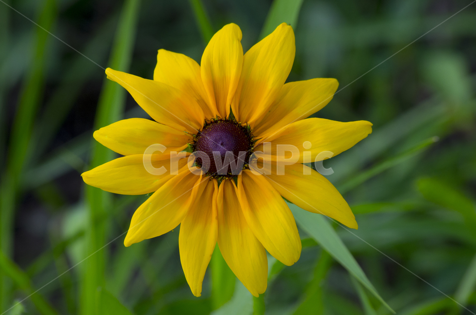 루드베키아, 꽃, 노란꽃, 노랑꽃, 여름, 사진,이미지,일러스트,캘리그라피 - Naturis작가