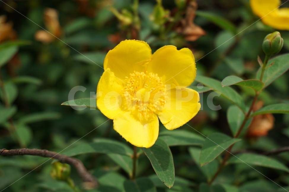 꽃, 노란꽃, 풀, 식물, 자연, 사진,이미지,일러스트,캘리그라피 - Poiuyyy작가