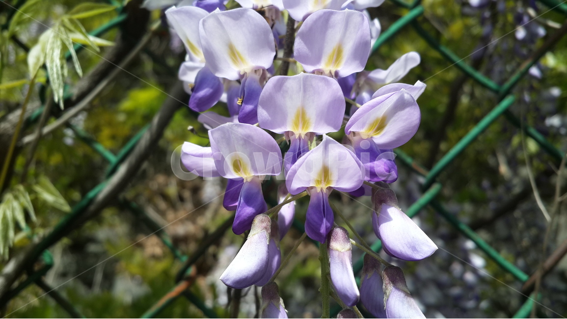 꽃, 자연, 등나무, 등나무꽃, 등꽃, 사진,이미지,일러스트,캘리그라피 - Nipb1작가