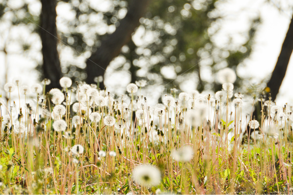 민들레, 민들레씨, 가을, 식물, 씨앗, 사진,이미지,일러스트,캘리그라피 - Bamtol작가