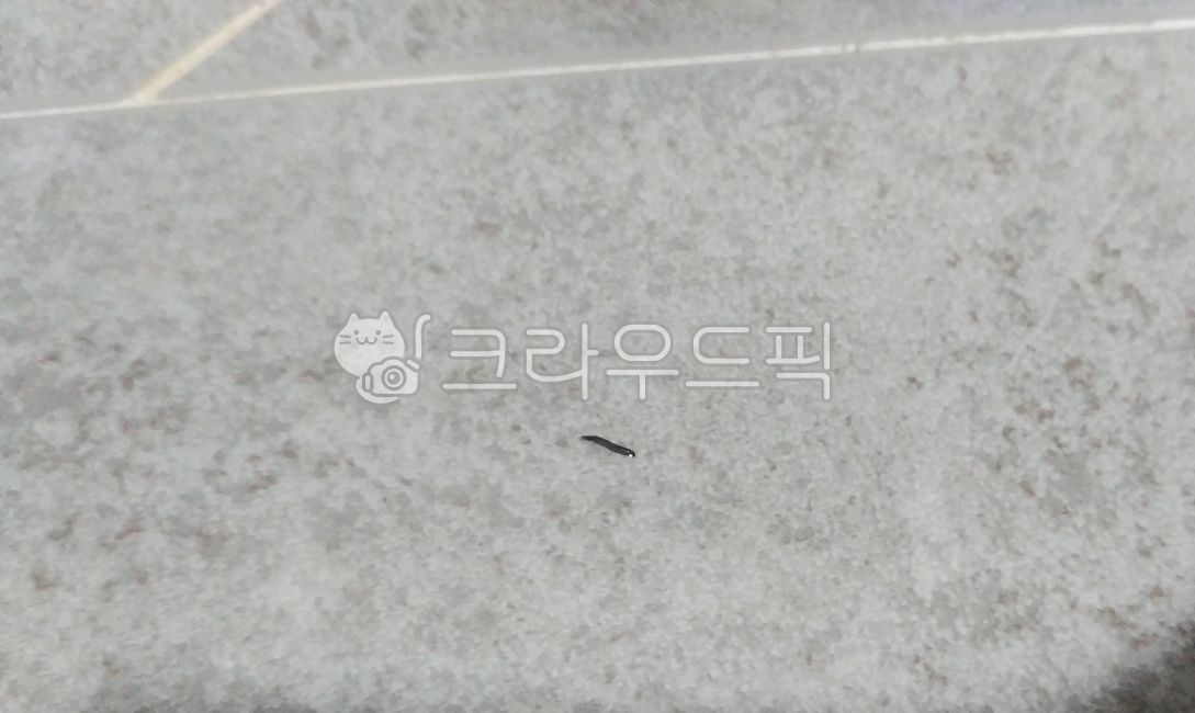 pest, bug, larva, Gross, Wiggle wiggle - Authentic Korean Stock Photos ...