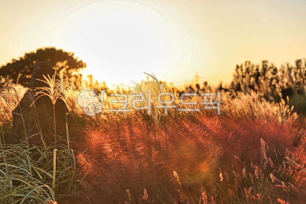 reed, sunlight, 플레어, sky, 햇빛, 사진,이미지,일러스트,캘리그라피 - hongbumui작가