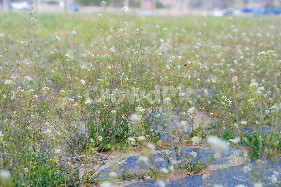nature, 자연, flower, gypsophila, field, 사진,이미지,일러스트,캘리그라피 - 도도나쵸작가