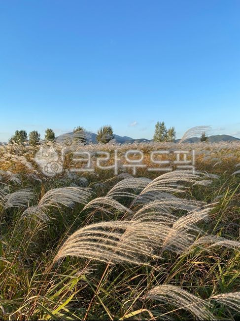 갈대, reed, 가을, autumn, 자연, 사진,이미지,일러스트,캘리그라피 - christly_lhm작가