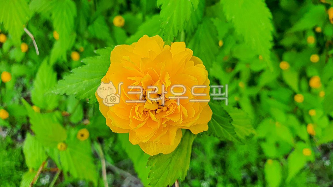 자연, 식물, 잎, 꽃, 노란꽃, 사진,이미지,일러스트,캘리그라피 - 망고몽고작가