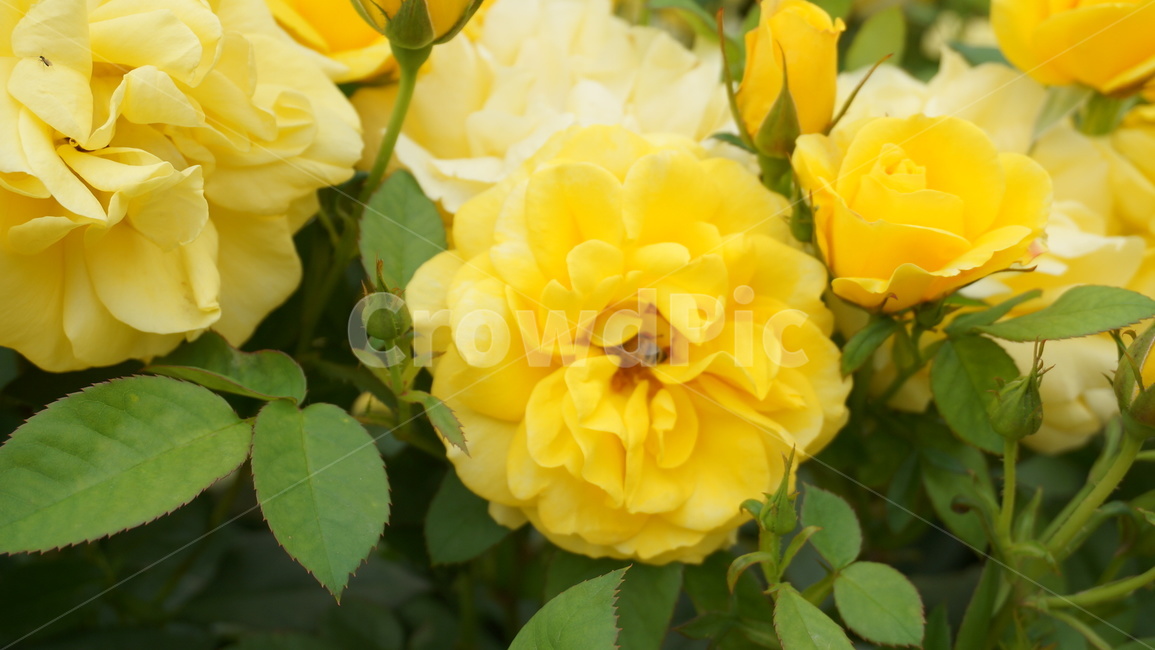 꽃, 노란색, 노란꽃, 장미, 노란, 사진,이미지,일러스트,캘리그라피 - dewloves작가