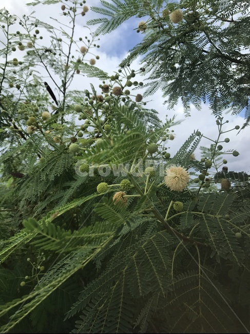 plant, 식물, 자연, nature, 풀, 사진,이미지,일러스트,캘리그라피 - DDDHH작가