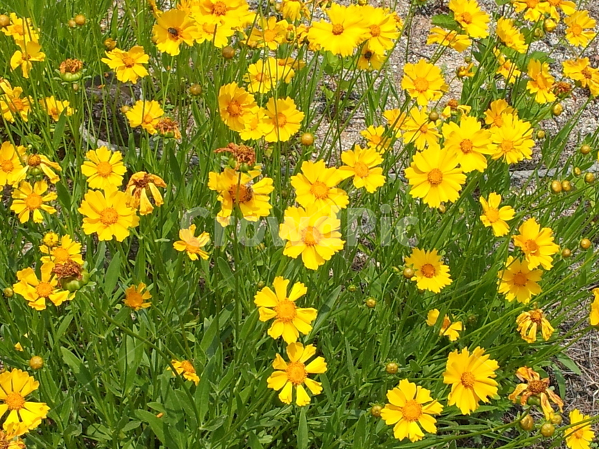 금계국, 여름꽃, 개천가에피는노란꽃, 황금색꽃, 노란꽃, 사진,이미지,일러스트,캘리그라피 - 천사별작가