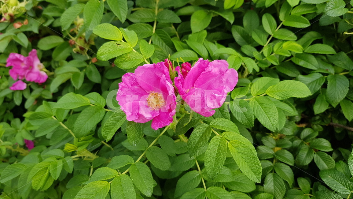 식물, 꽃, 해당화, sweetbrier, rugosa, 사진,이미지,일러스트,캘리그라피 - ewan작가