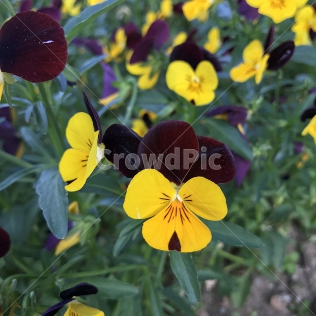 삼색제비꽃, 비올라, 팬지, 펜지, Panji, 사진,이미지,일러스트,캘리그라피 - YOUME작가