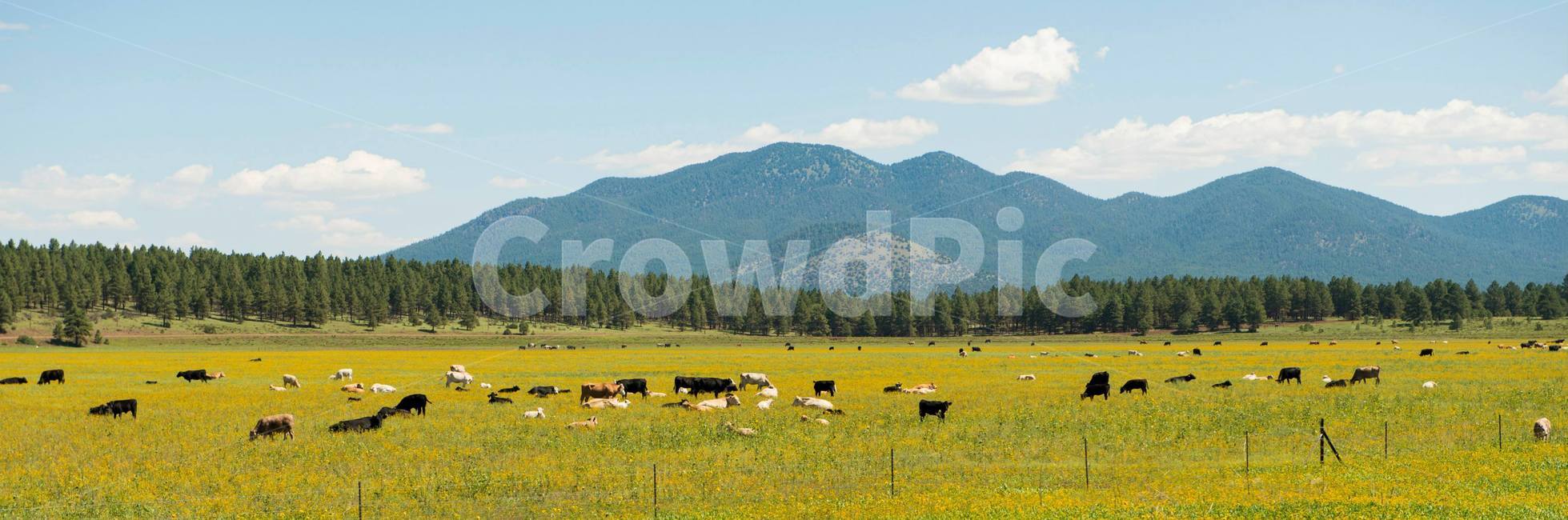 들판, 평원, 평온한초원, 초원, 소떼, 사진,이미지,일러스트,캘리그라피 - Bamtol작가