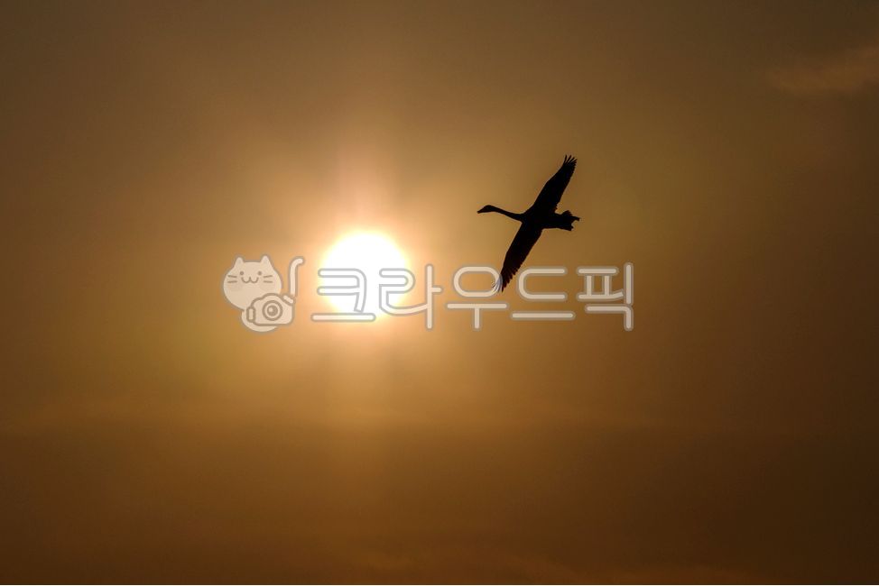 animal, 동물, bird, 새, flare, 사진,이미지,일러스트,캘리그라피 - 할수있어작가