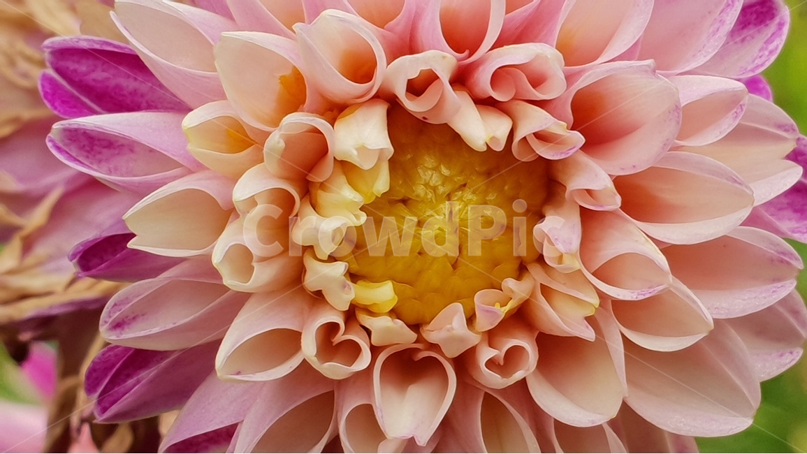 beautifulflowers, dalaria, nature, plant, 아름다운꽃, 사진,이미지,일러스트,캘리그라피 ...