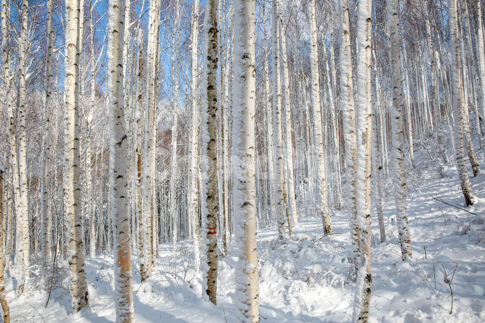 겨울숲, 숲, 겨울, 자작나무, 하늘, 사진,이미지,일러스트,캘리그라피 - 준픽스작가