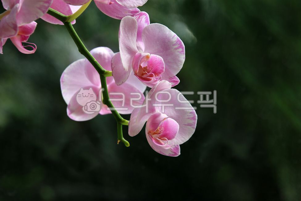 plant, 식물, blossom, 꽃, flower, 사진,이미지,일러스트,캘리그라피 - Martin Shin작가