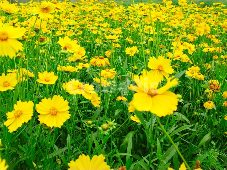 들국화, 노란국화, 노란들국화, 노란꽃, 노란들꽃, 사진,이미지,일러스트,캘리그라피 - 신감독작가