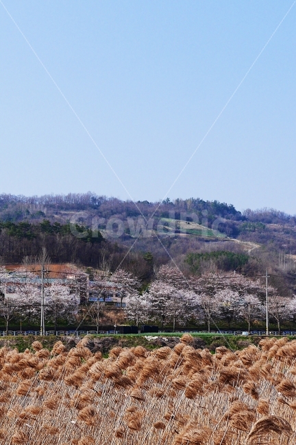 시골, 시골풍경, 세로사진, 풍경, 감성, 사진,이미지,일러스트,캘리그라피 - N1990dj작가