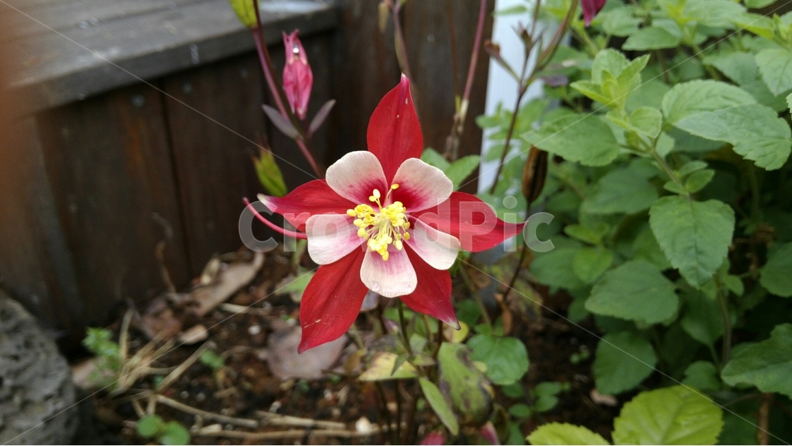 꽃, 자연, flower, naure, 식물, 사진,이미지,일러스트,캘리그라피 - 사진정말조아작가