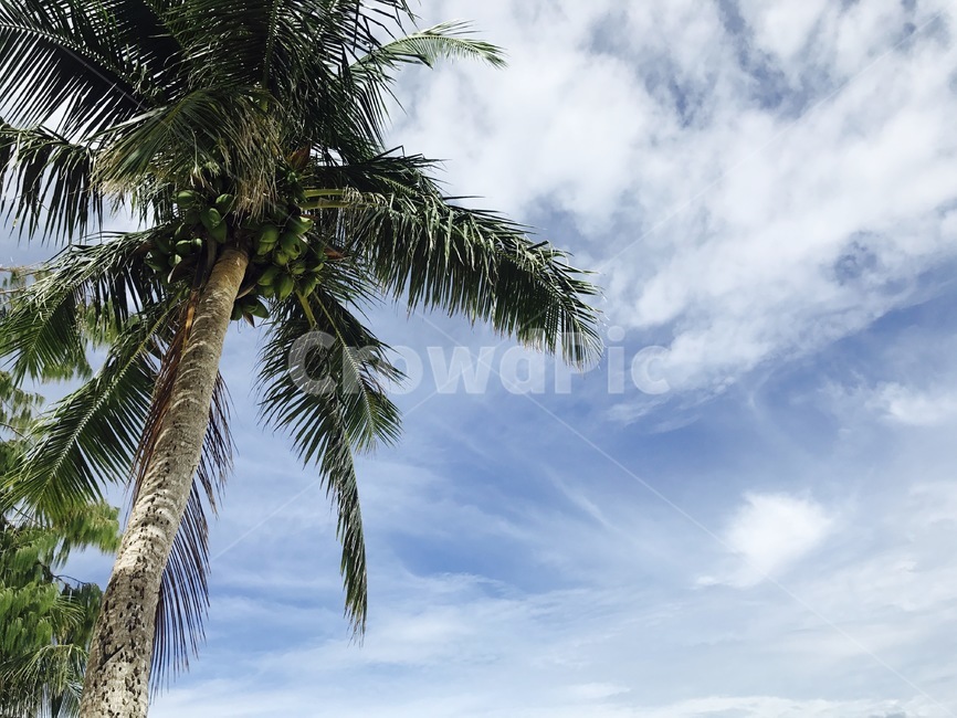 야자수, palmtree, tree, 식물, 나무, 사진,이미지,일러스트,캘리그라피 - DDDHH작가